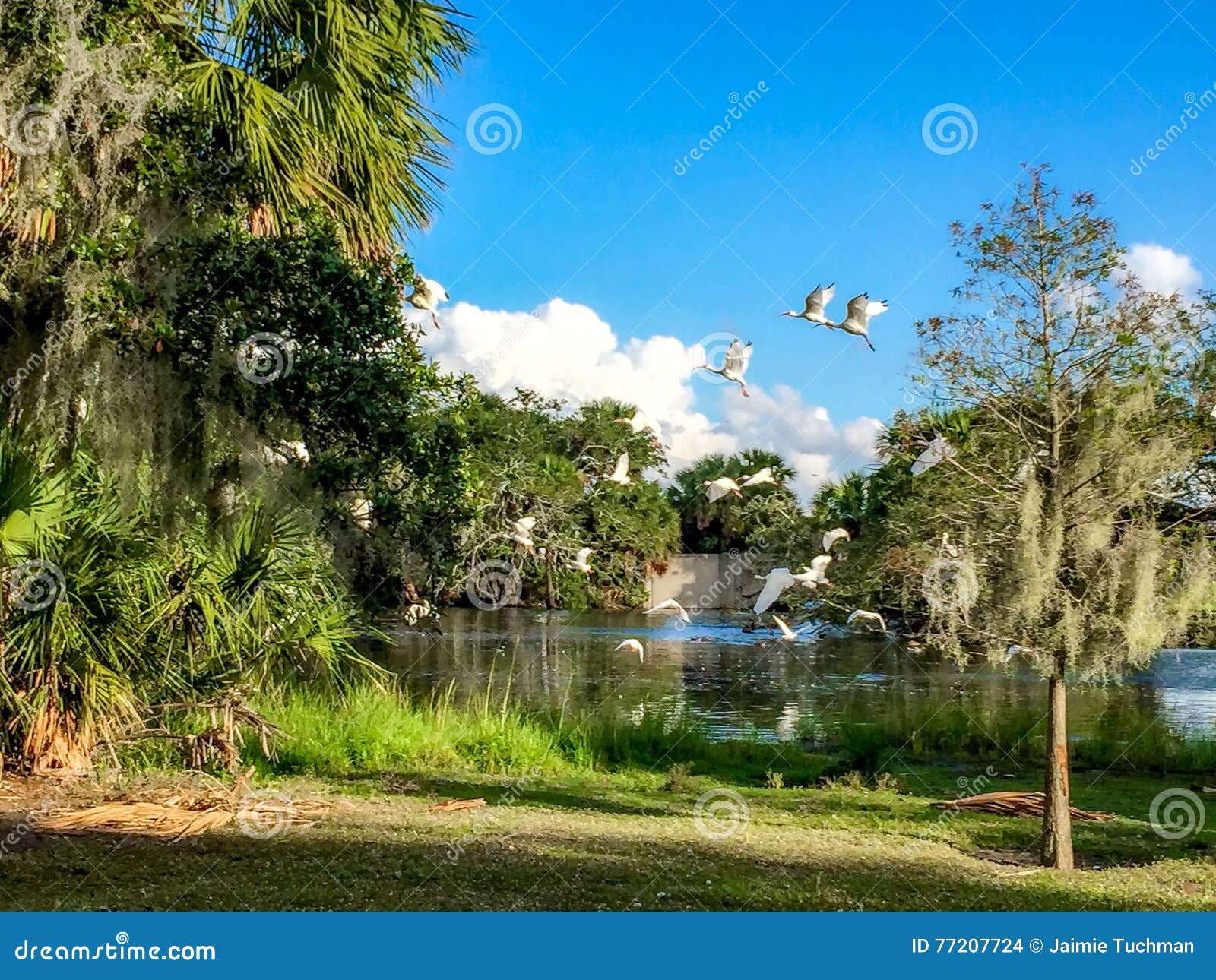 White Birds Flying in Louisiana Swamp Stock Photo - Image of trees ...