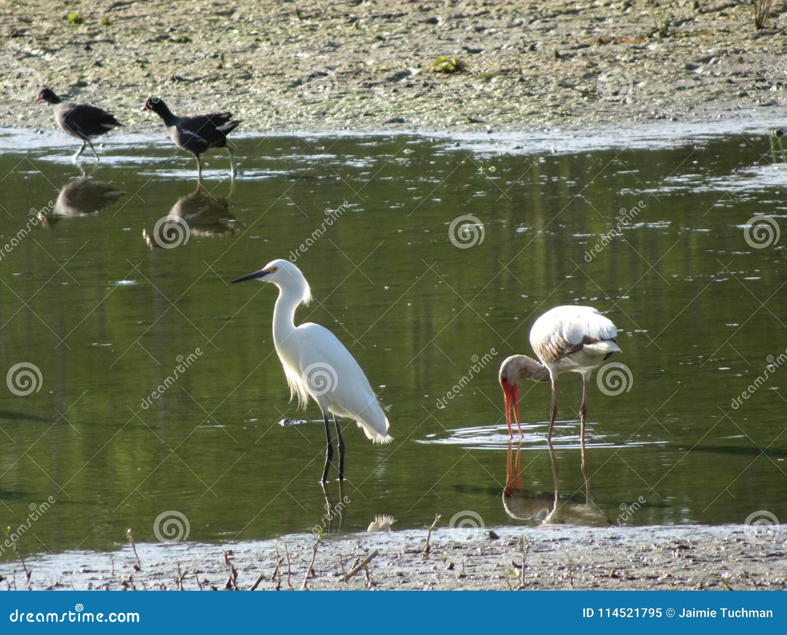 White swamp birds stock image. Image of forest, florida - 114521795