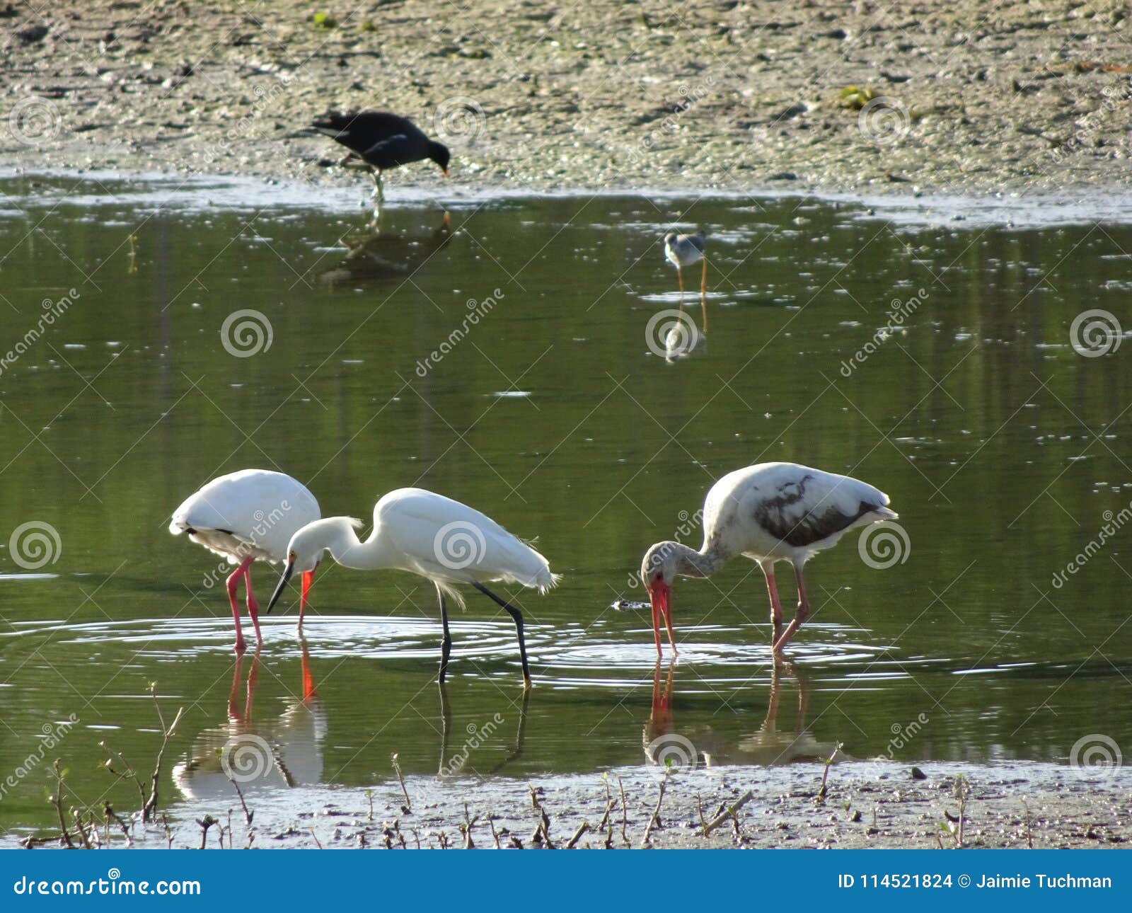 White swamp birds stock photo. Image of birds, heron - 114521824