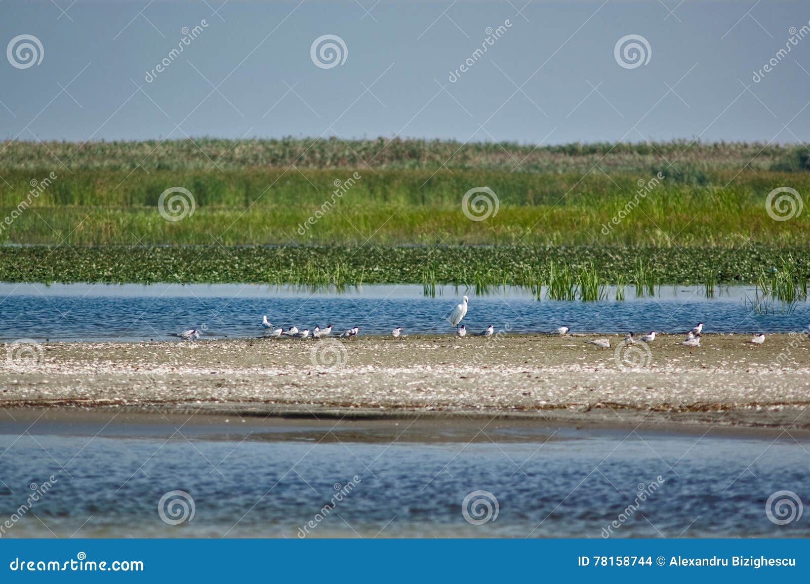 White Birds on a Wild Sand Beach in the Danube Delta Stock Photo ...