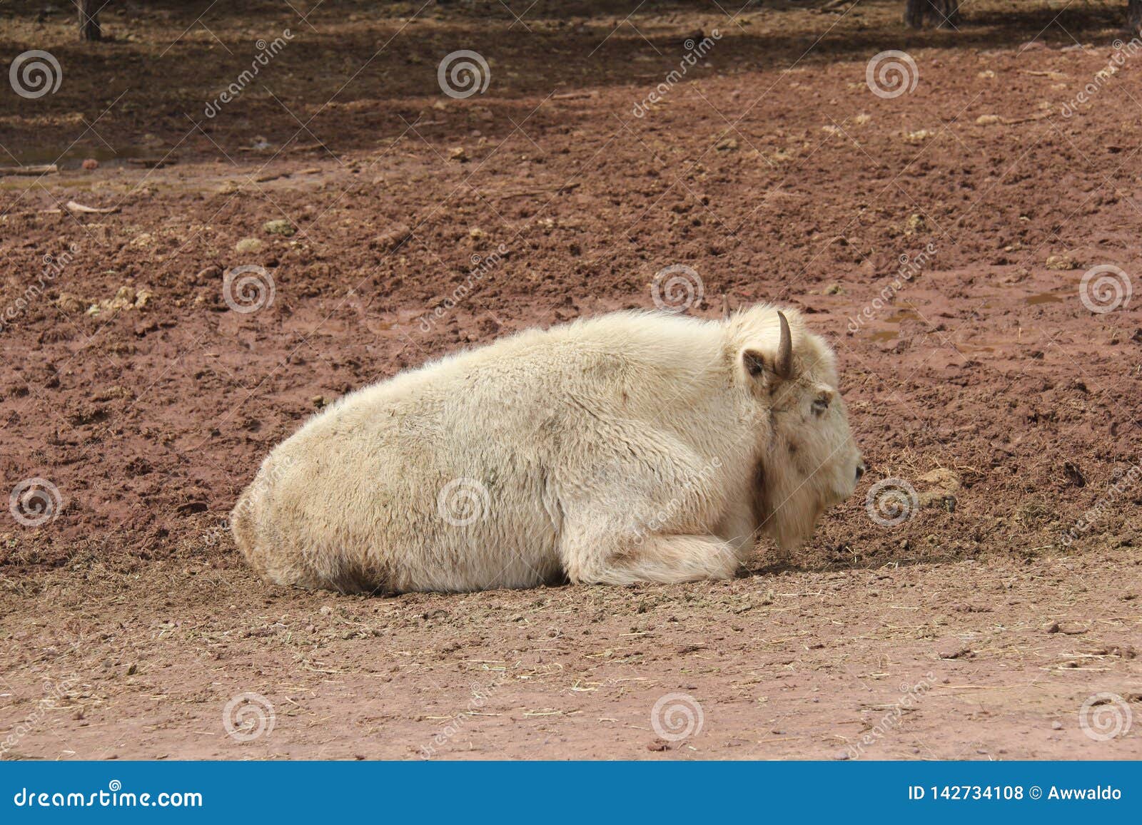 White Bison Down stock photo. Image of taking, dirt - 142734108