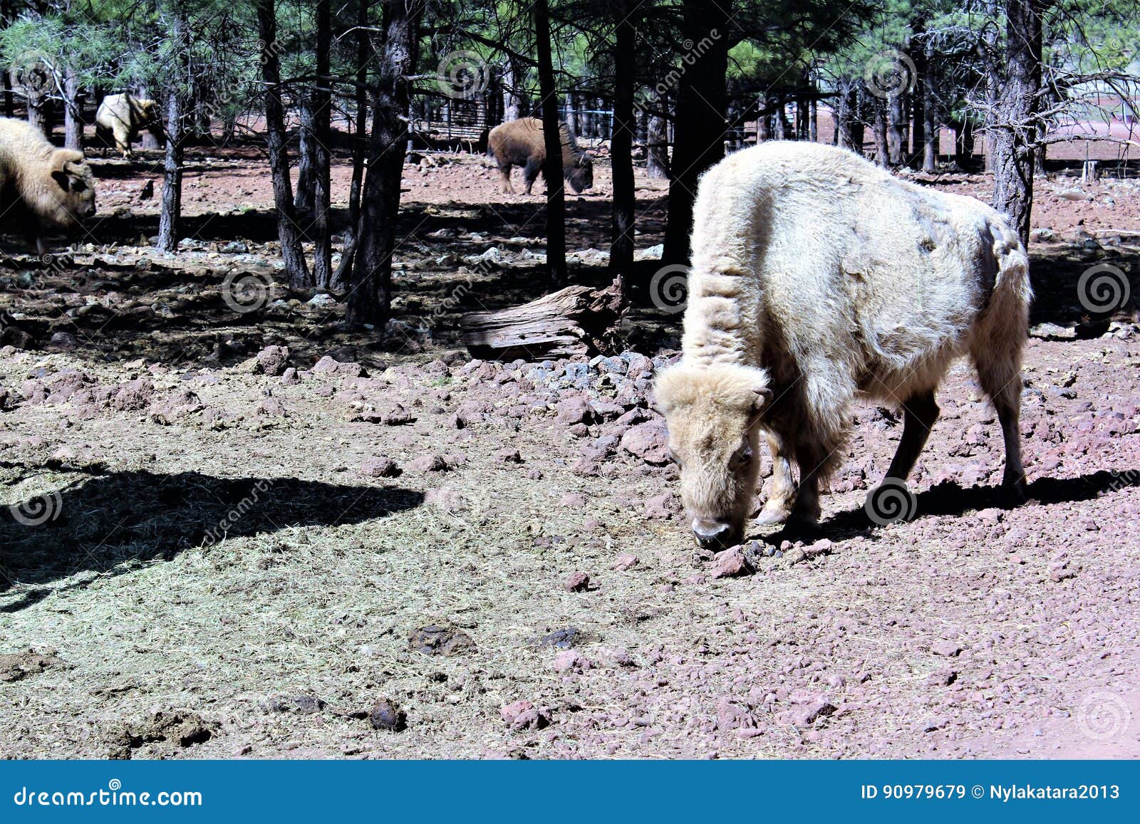 White Bison stock image. Image of coat, buffalo, wilderness - 90979679