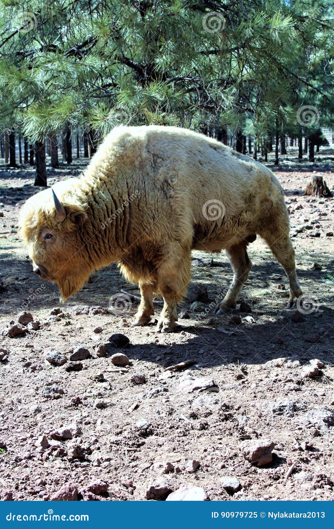 White Bison stock image. Image of spiritual, buffalo - 90979725