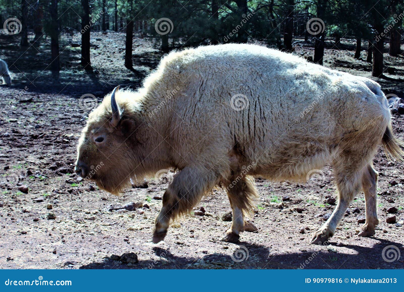 White Bison stock photo. Image of large, abundance, grass - 90979816