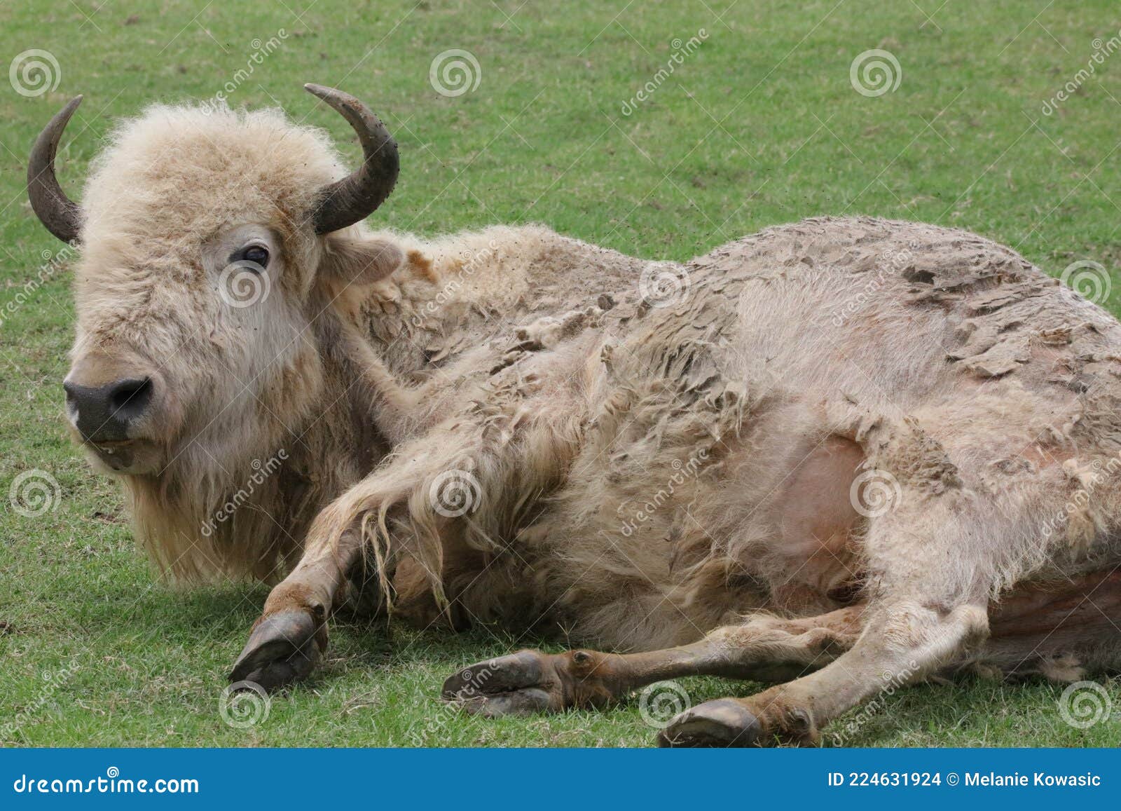 The American White Buffalo stock photo. Image of hoof - 224631924