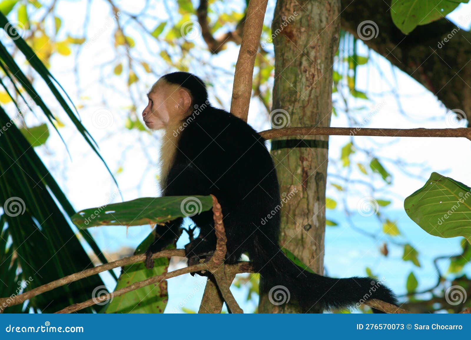 White and Black Capuchin Monkey Side View Stock Image - Image of jungle, sits: 276570073
