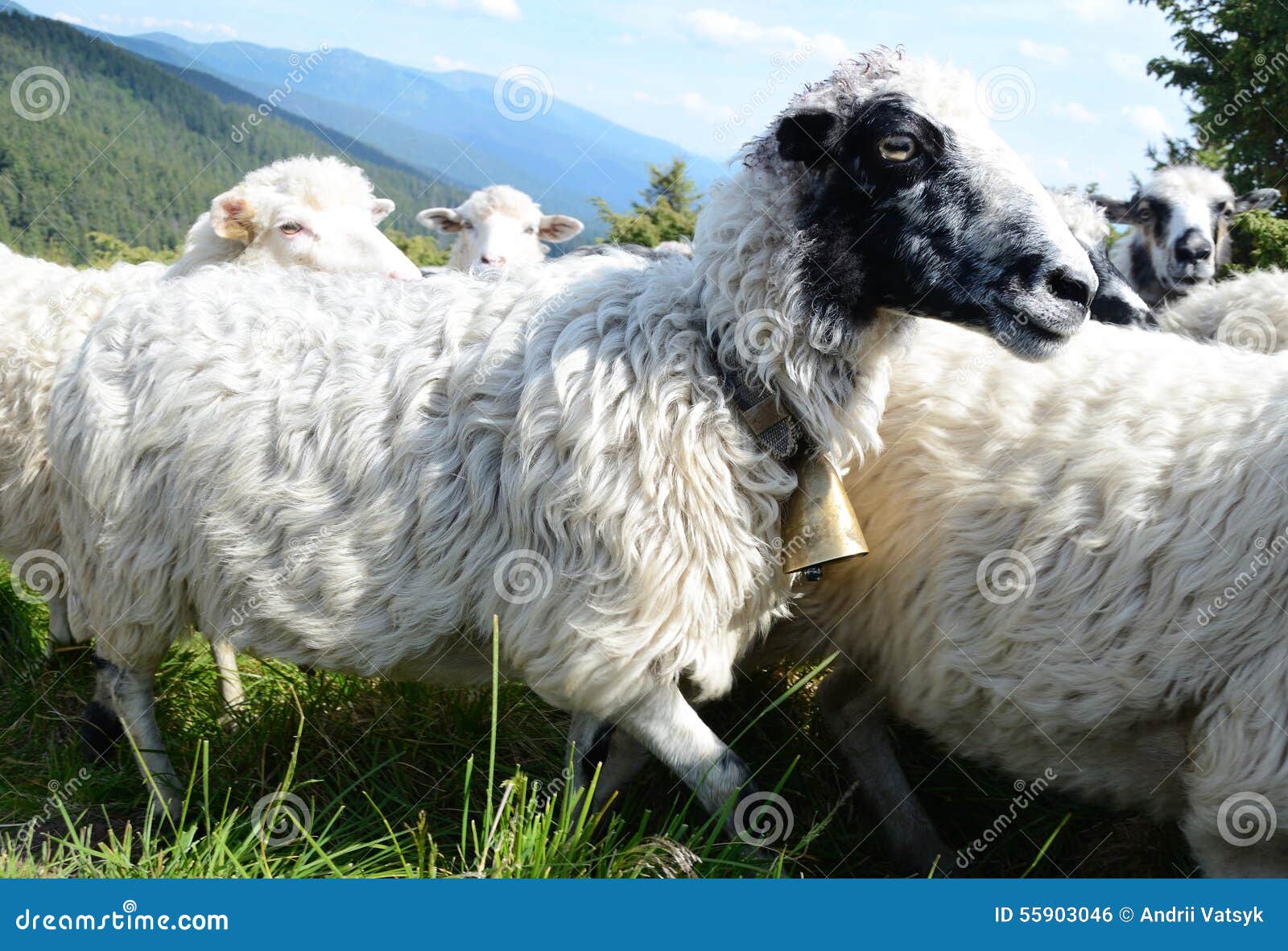 White-black Cute Sheep with Bell on Necks Against the Backdrop O Stock ...