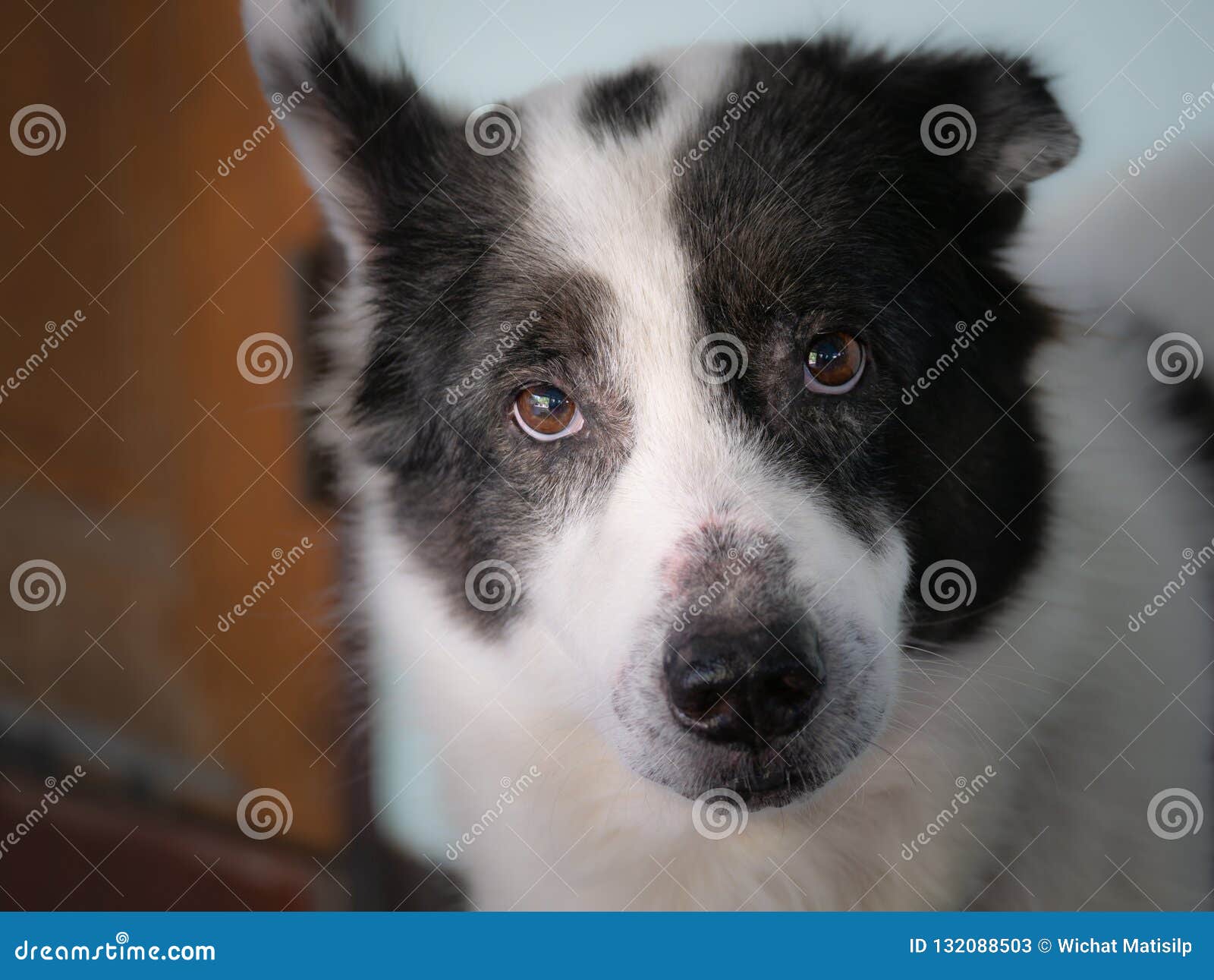 White Black Dog Ear Set One Side Stock Image - Image of friendly ...