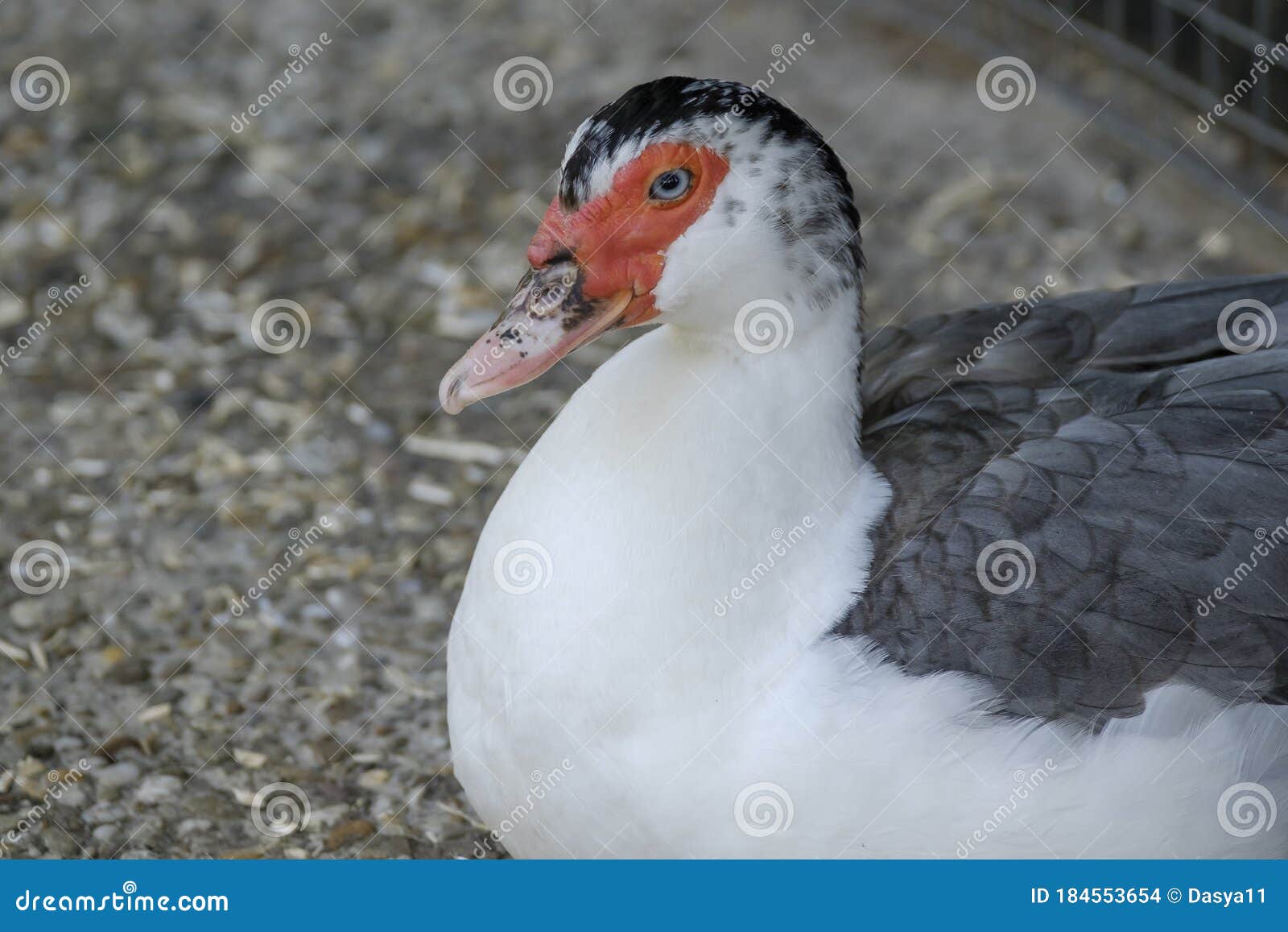 White and Black Duck Sits on the Sand,in Side View, with Shadow Stock ...