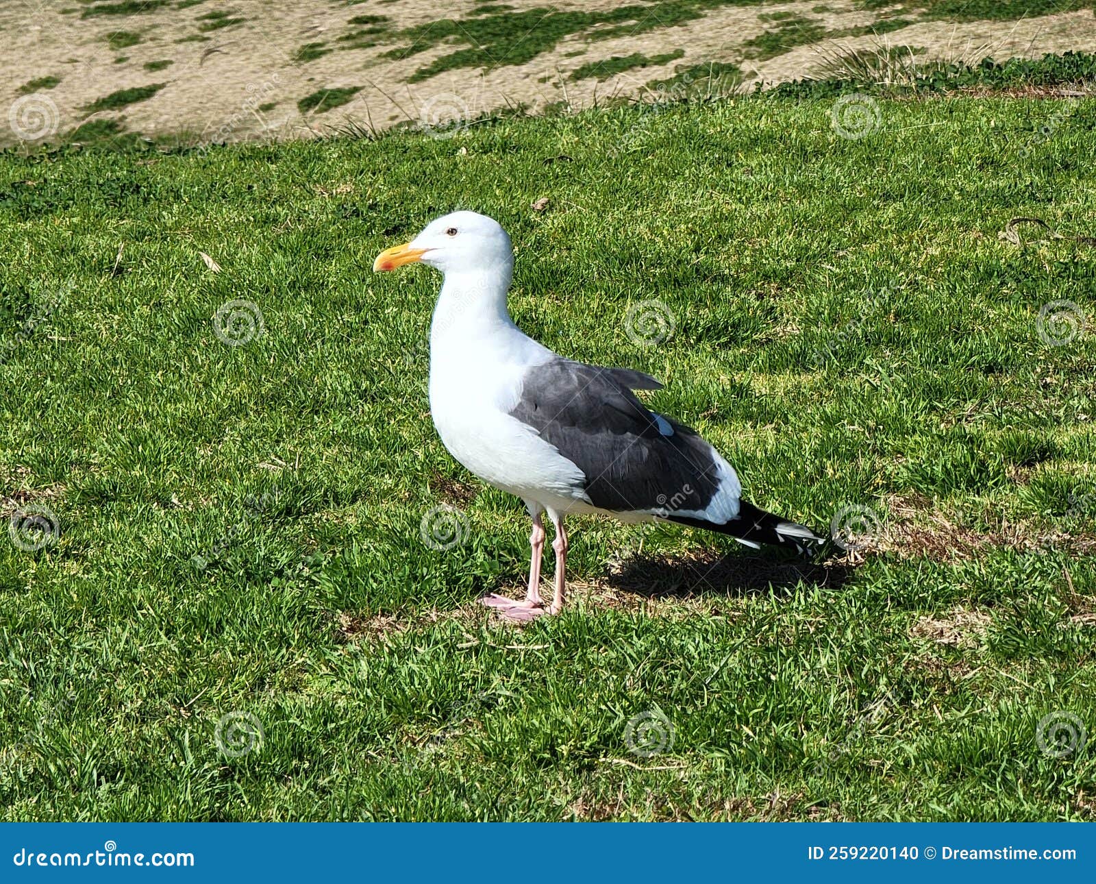 White and black ducke stock photo. Image of bird, grass - 259220140