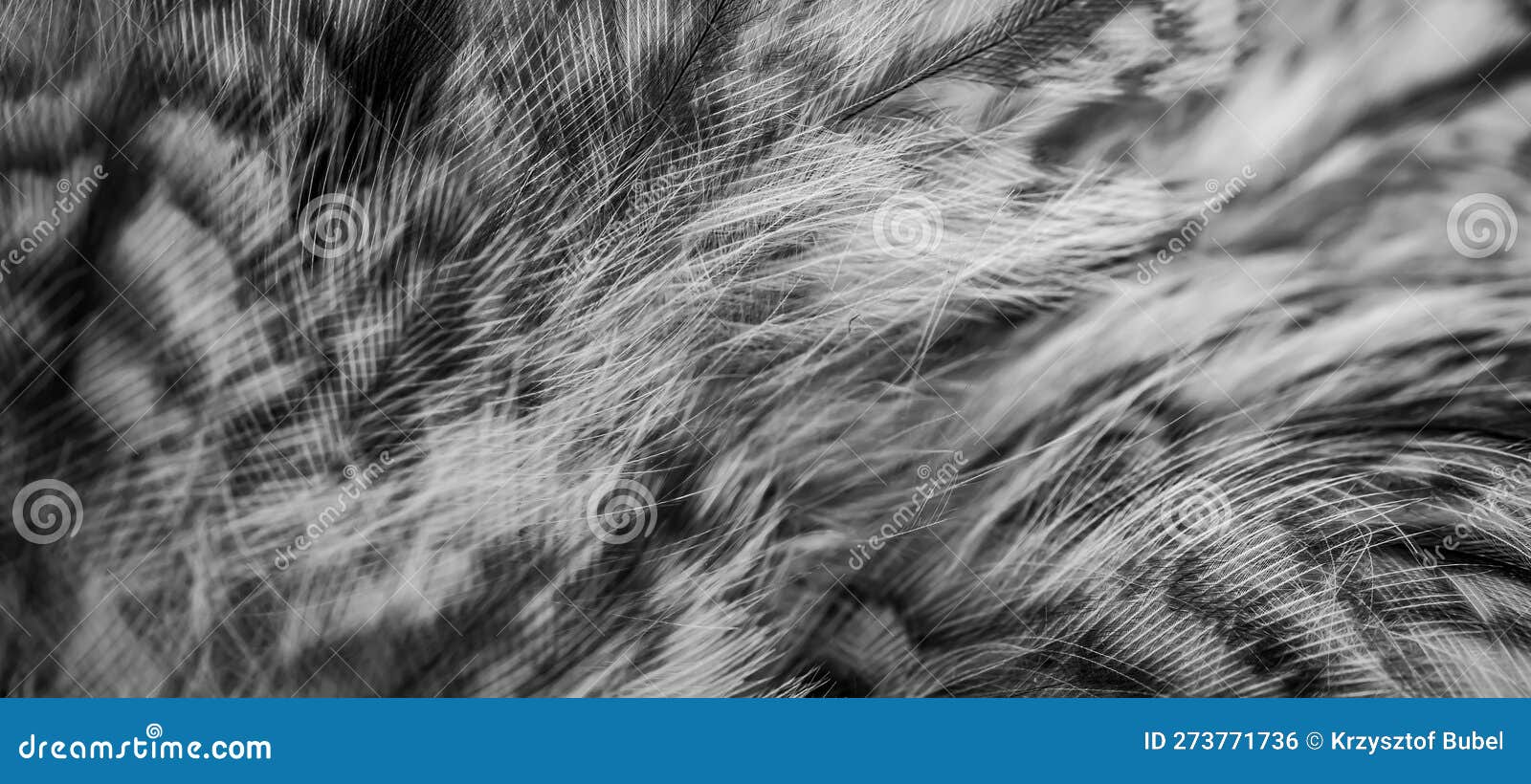 White and Black Feathers of the Owl Stock Photo - Image of hunter, wing ...
