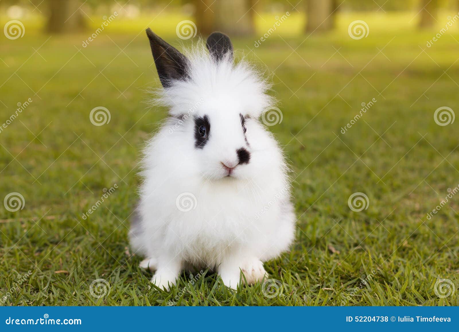 White and Black Fluffy Baby Rabbit on Green Grass in Park Stock Photo ...