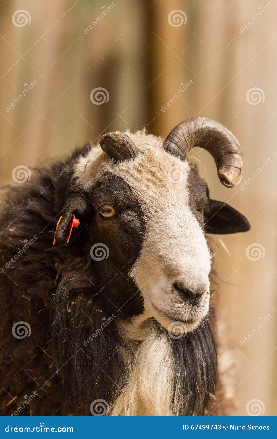 White and Black Goat with Broken Horn Stock Image - Image of white ...