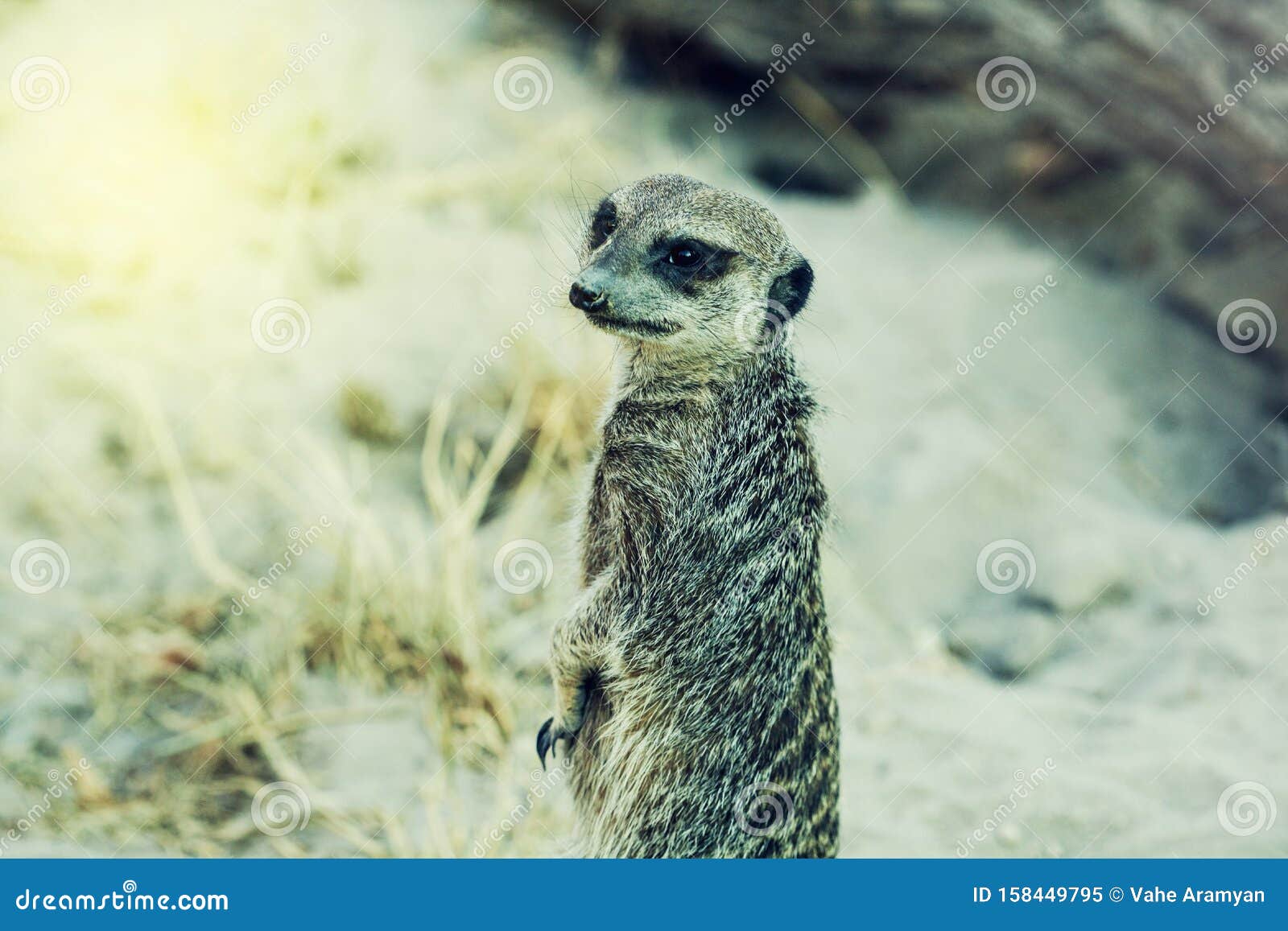 White and black gopher stock image. Image of portrait - 158449795