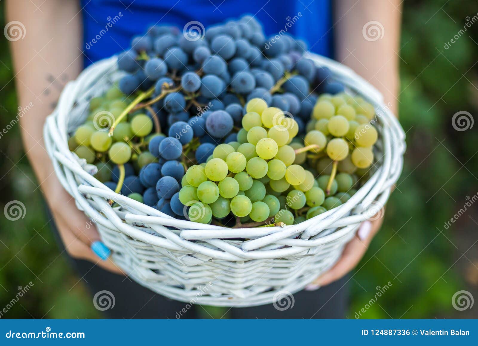 White and Black Grape in a Straw Bascket. Stock Photo - Image of branch ...