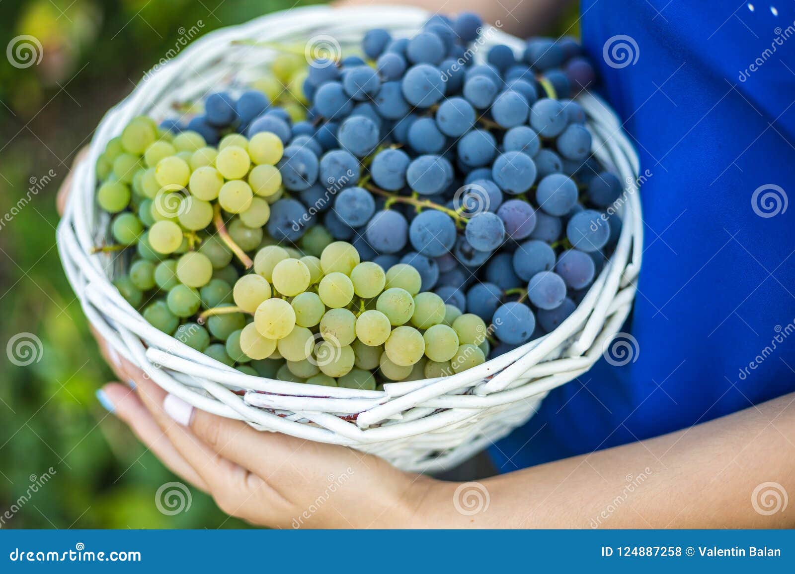White and Black Grape in a Straw Bascket. Stock Photo - Image of ground ...