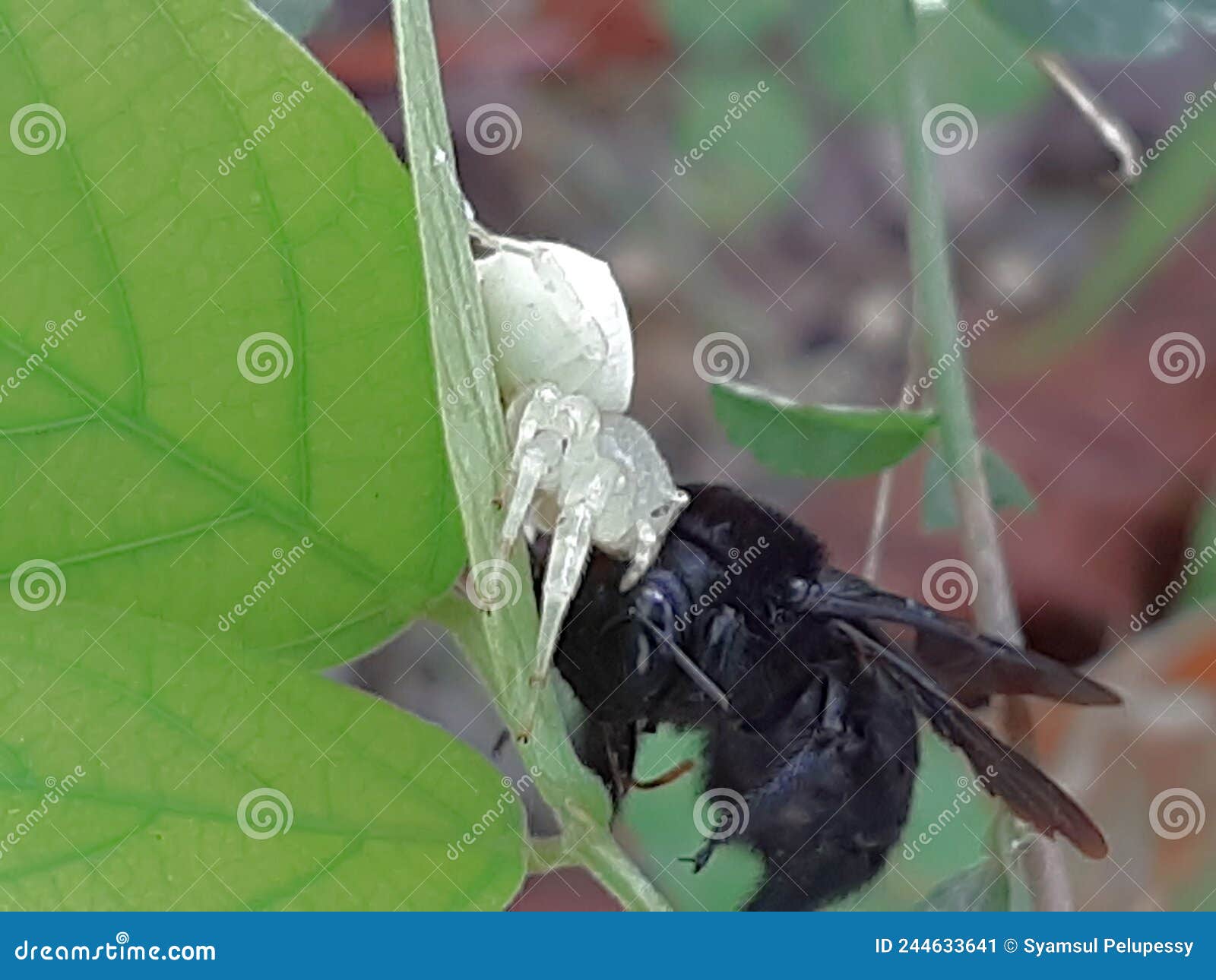 White and Black, the Little Spider Eats the Big Beetle Stock Image ...