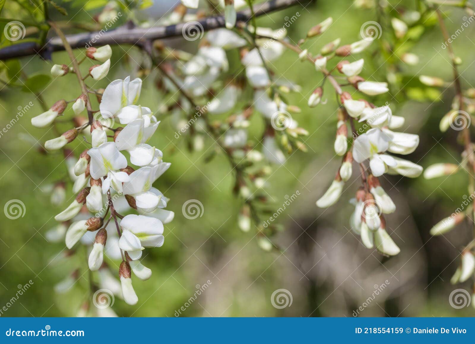 White black locust flowers stock image. Image of buds - 218554159