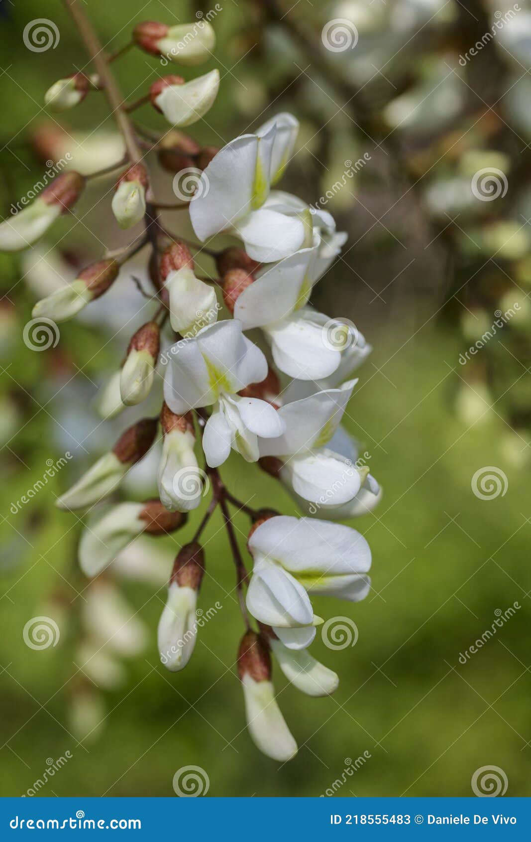 White black locust flowers stock image. Image of green - 218555483
