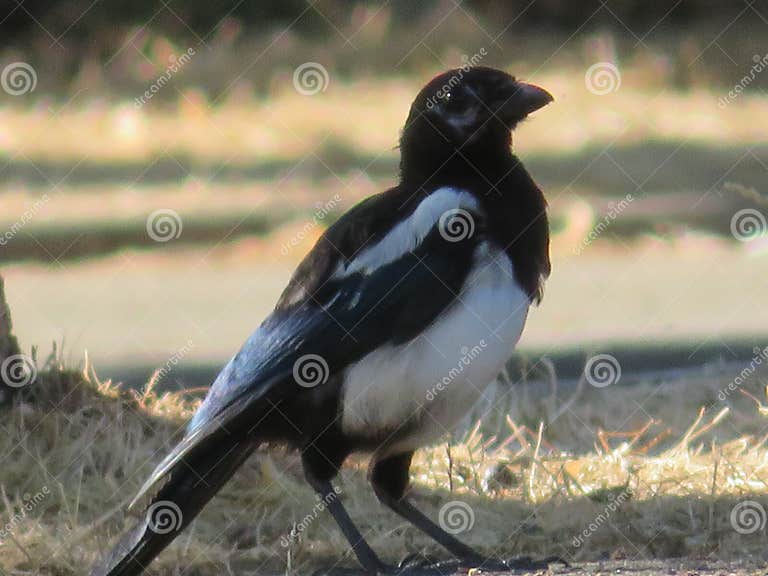 White and Black Magpie Wild Distrustful Elusive Bird Stock Photo ...