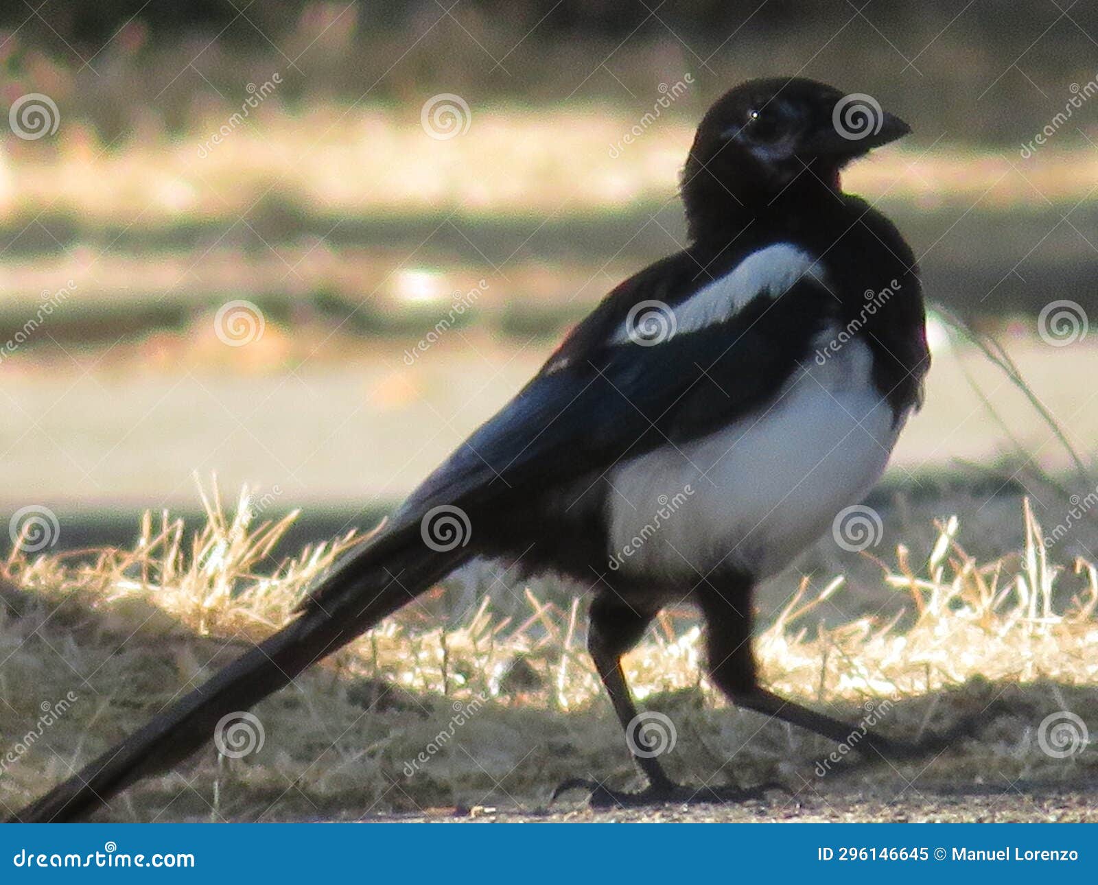 White and Black Magpie Wild Distrustful Elusive Bird Stock Image ...