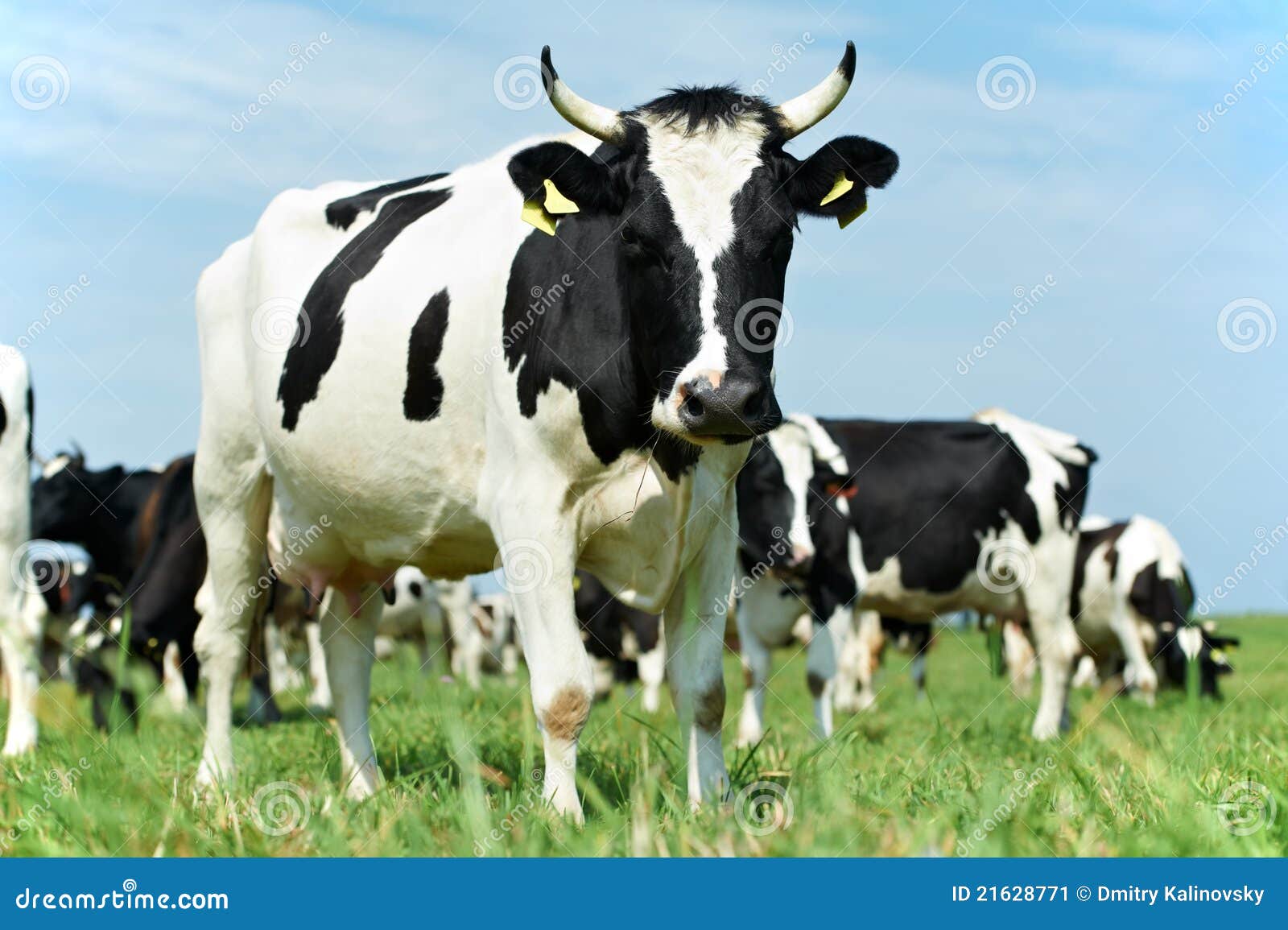 White Black Milch Cow on Green Grass Pasture Stock Image - Image of ...