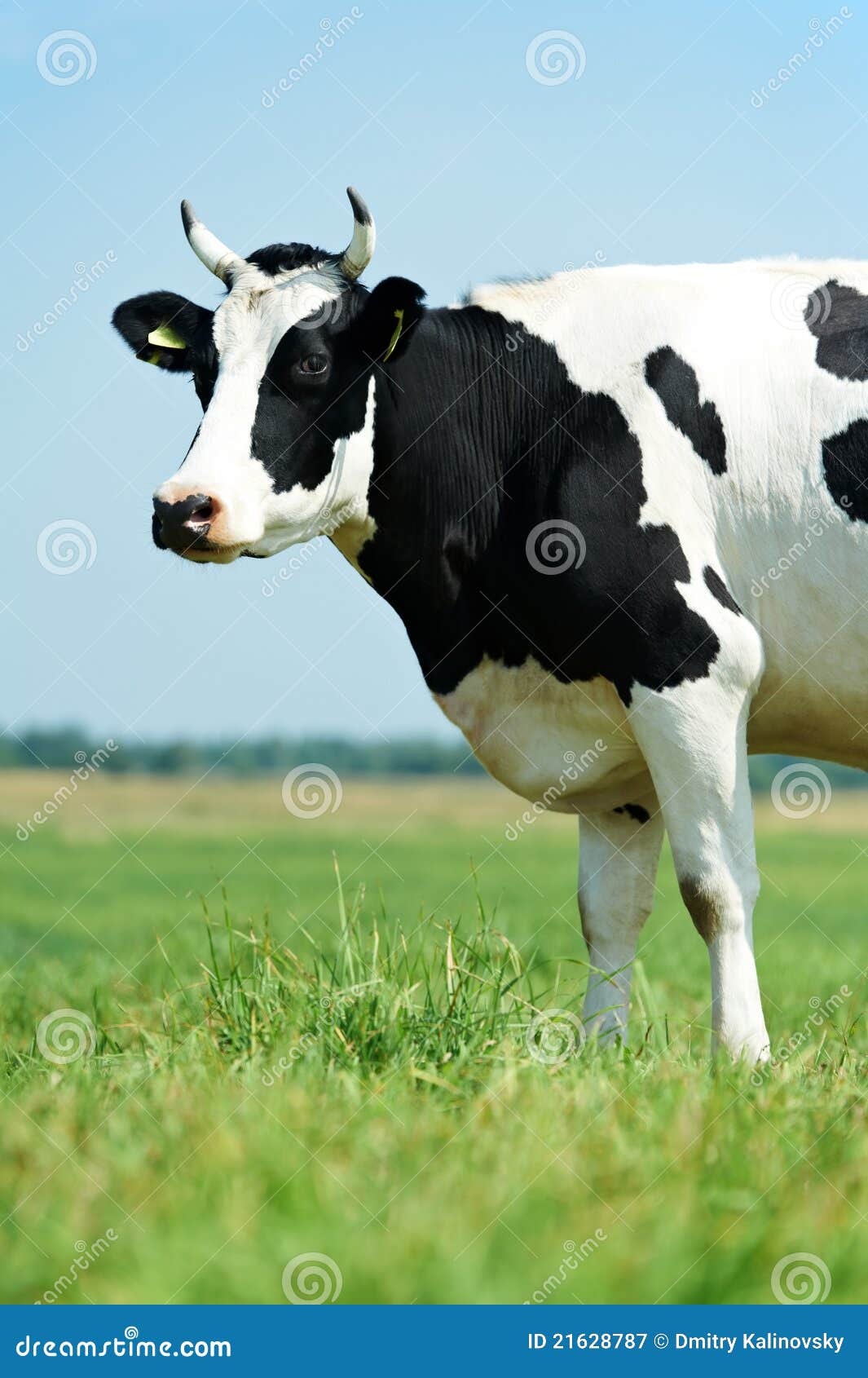 White Black Milch Cow on Green Grass Pasture Stock Image - Image of ...