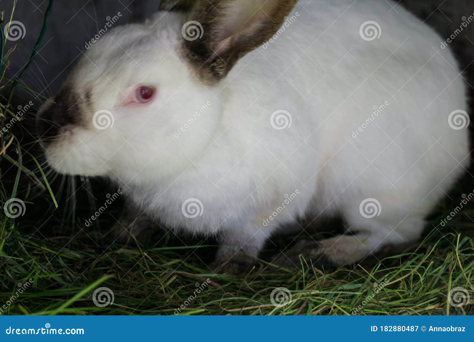 White with Black Nose Rabbit in a Cage on the Farm. Stock Image - Image ...