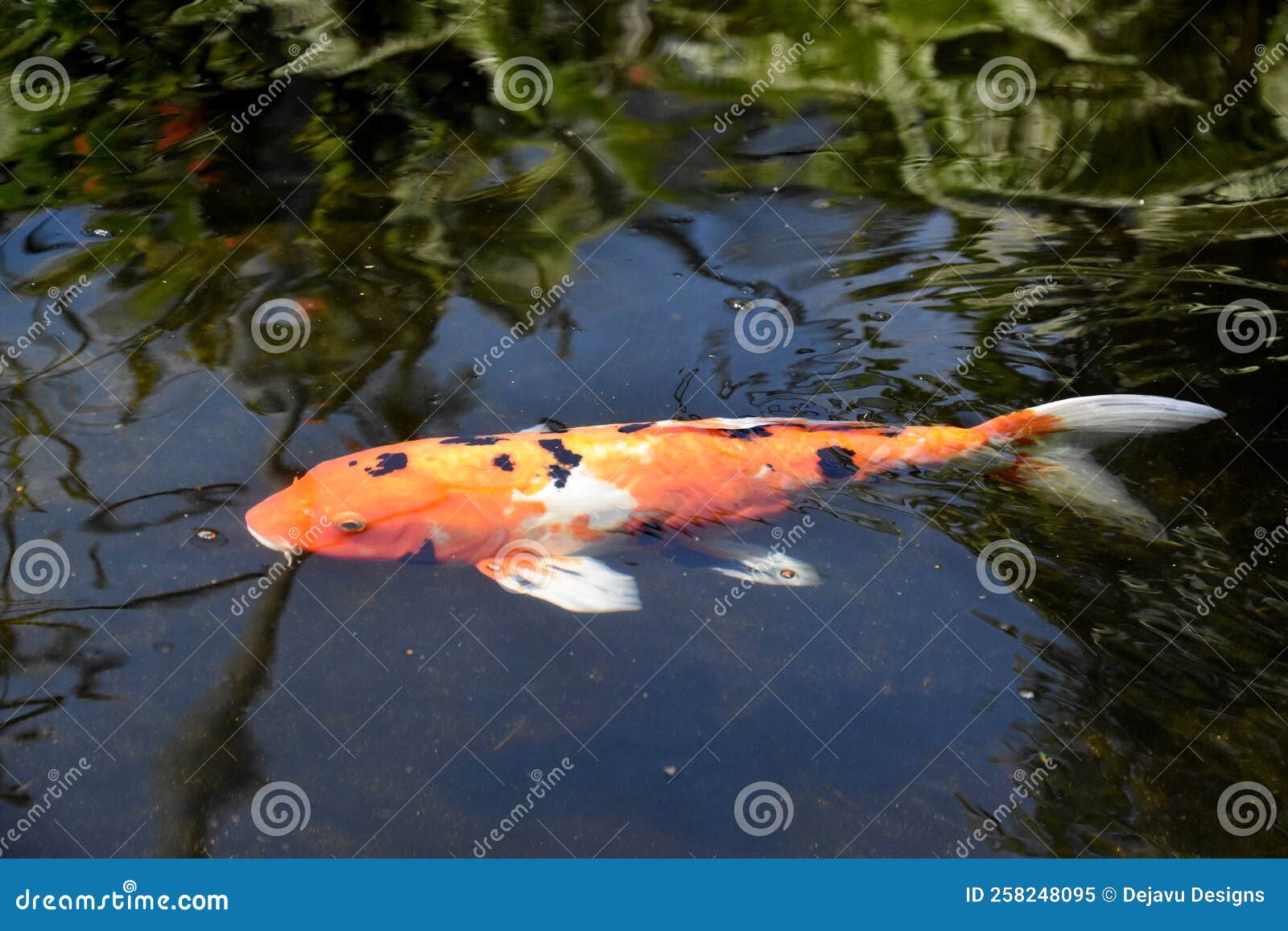 Amazing Brilliant Orange Koi Fish Under Water Stock Image - Image of ...