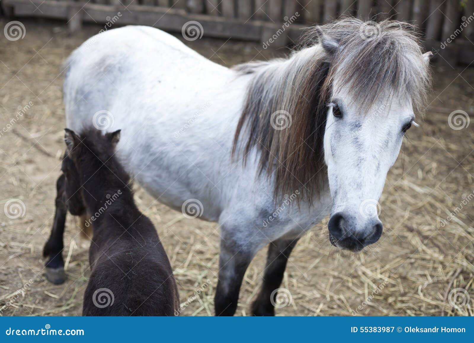White Black Pony Foal Stock Photos - Download 734 Royalty Free Photos