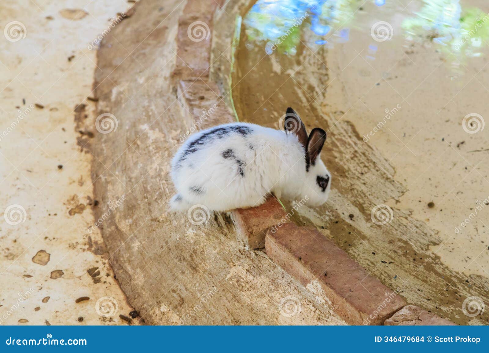 A White and Black Rabbit is Drinking Water from a Small Pool Stock ...