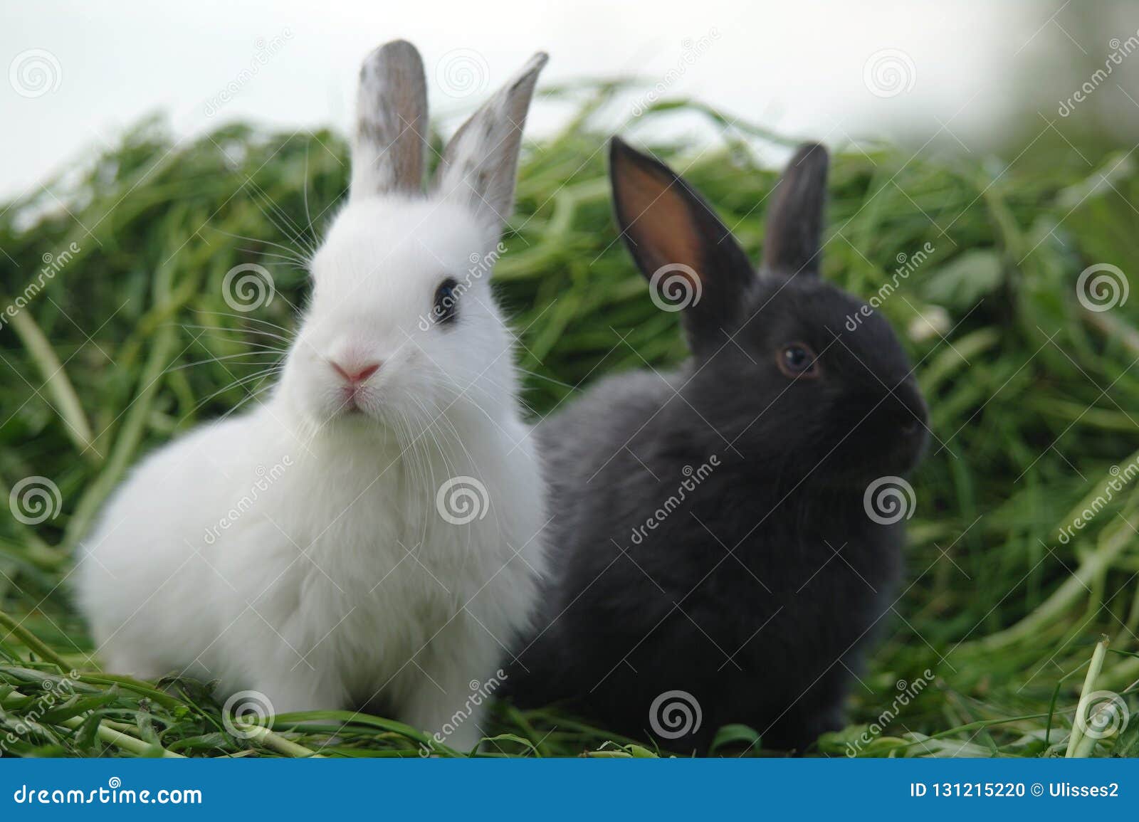 White and Black Rabbits on the Grass. Closeup Stock Photo - Image of ...