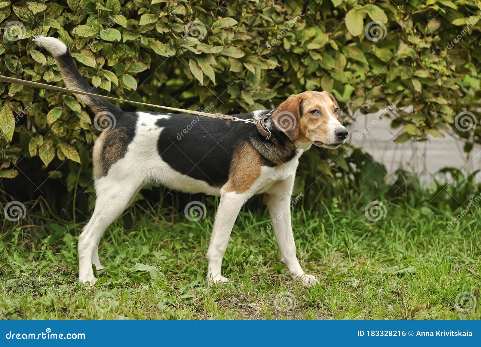 White with Black and Red Spots Dog Stock Photo - Image of little, black ...