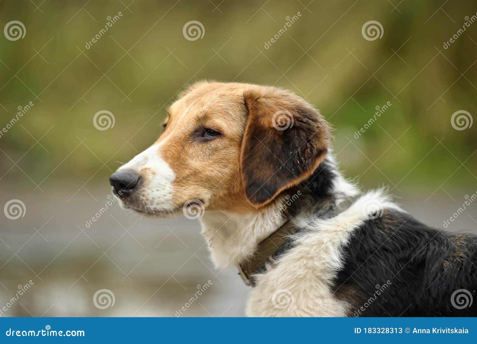 White with Black and Red Spots Dog Stock Image - Image of black, canine ...
