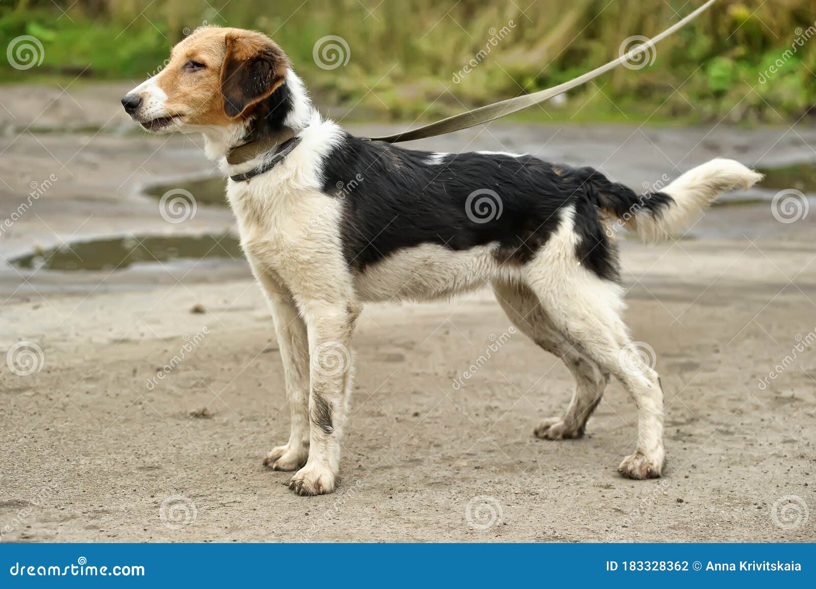 White with Black and Red Spots Dog Stock Photo - Image of grass, leash ...