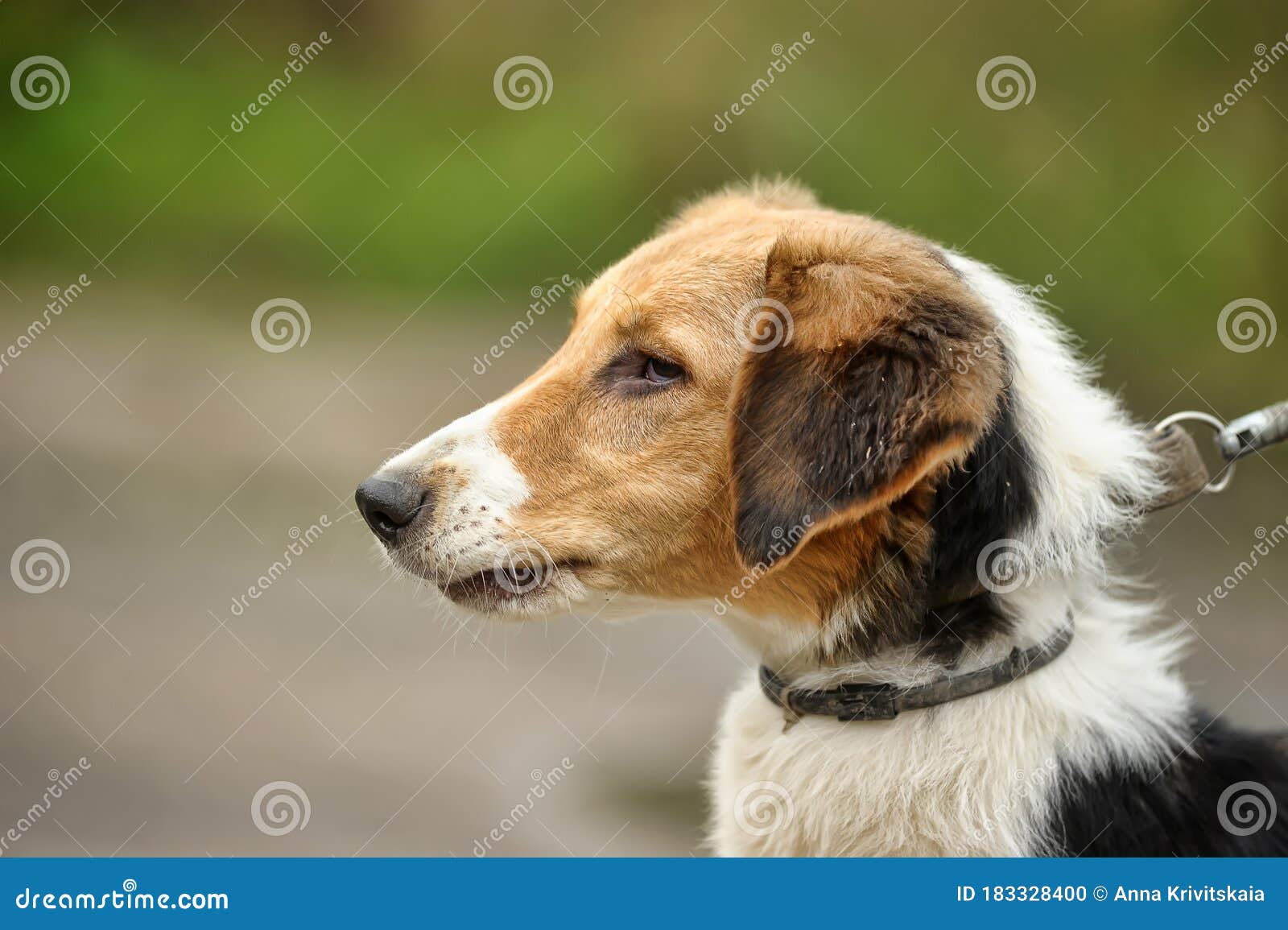 White with Black and Red Spots Dog Stock Photo - Image of domestic ...