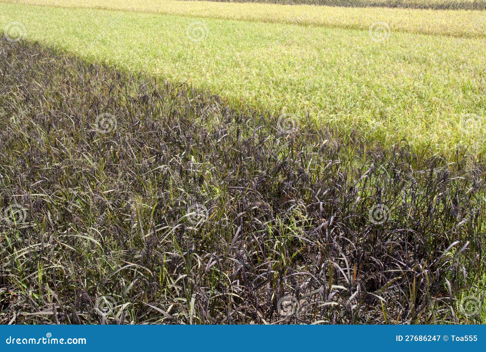 White and Black Rice Paddy in Field Stock Image - Image of cultivate ...