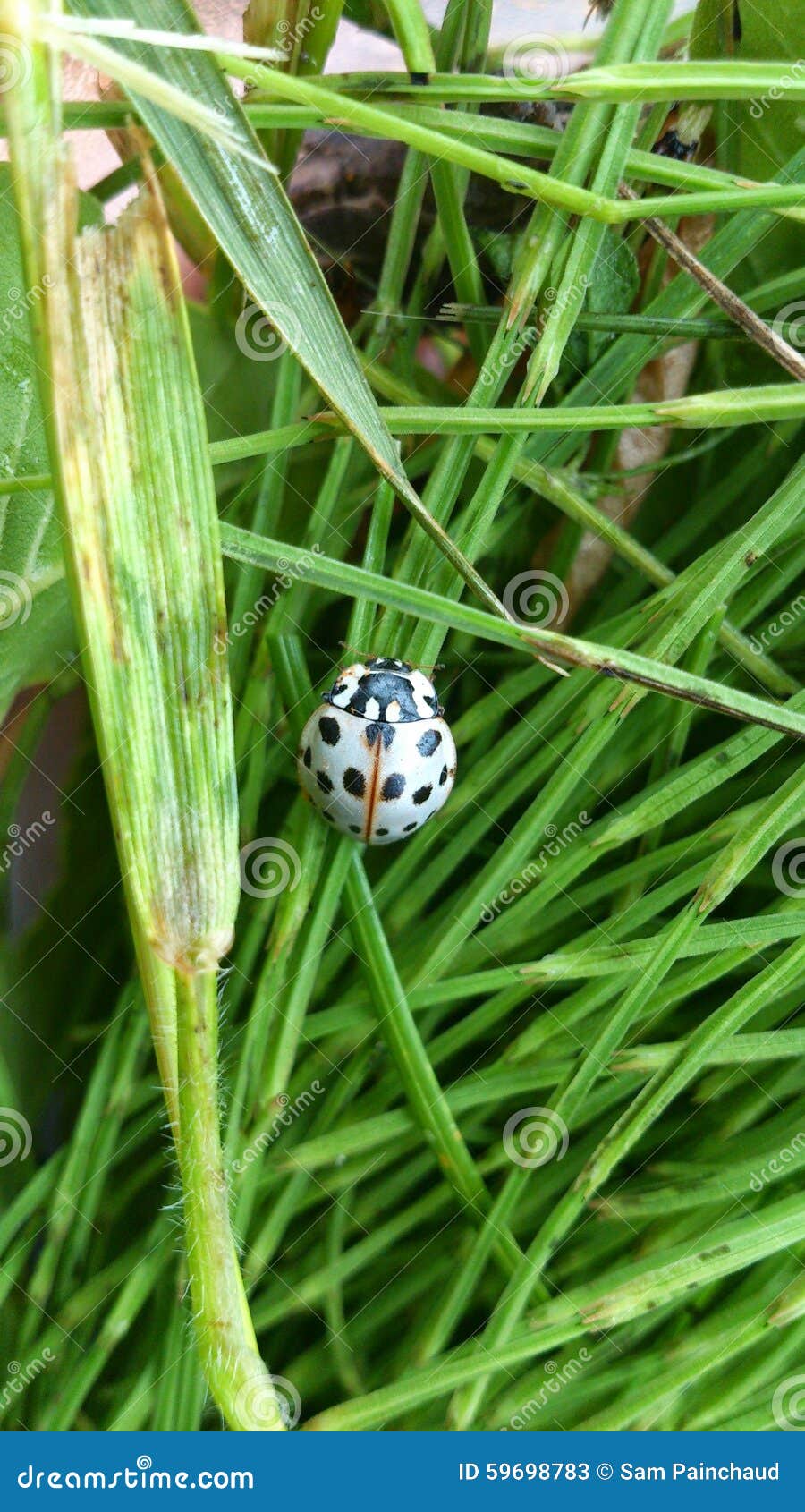 White and Black Spotted Lady Bug Stock Image - Image of grass, black ...