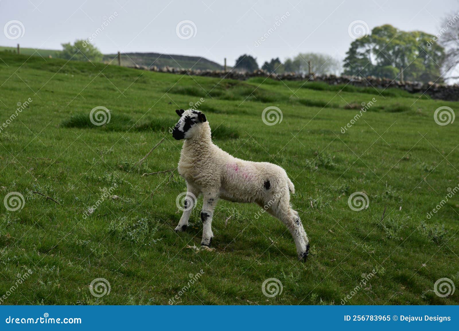 White and Black Spotted Lamb in a Field Stock Image - Image of herd ...