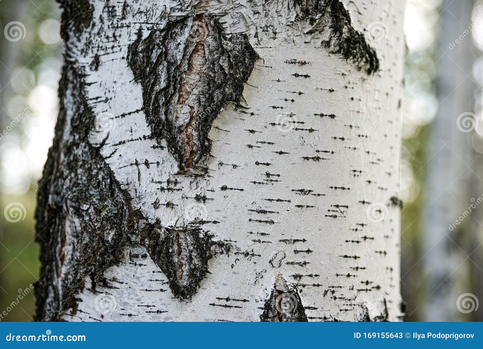 White and Black Tree Bark Closeup Background Texture. Birch Bark Stock ... White and Black Tree Bark Closeup Background Texture. Birch Bark Stock ...