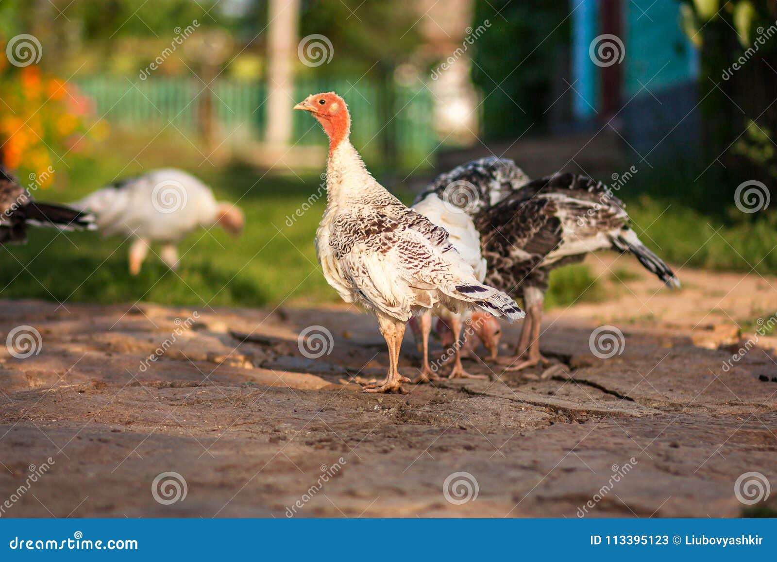 Turkeys in the yard stock image. Image of artificial - 113395123