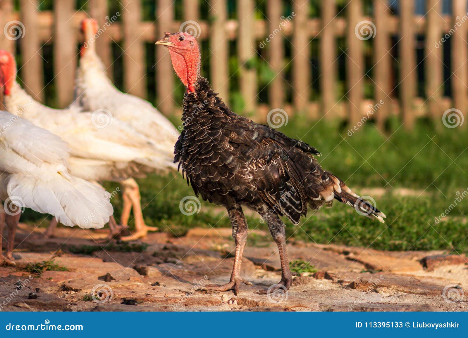 Turkeys in the yard stock image. Image of animal, artificial - 113395133