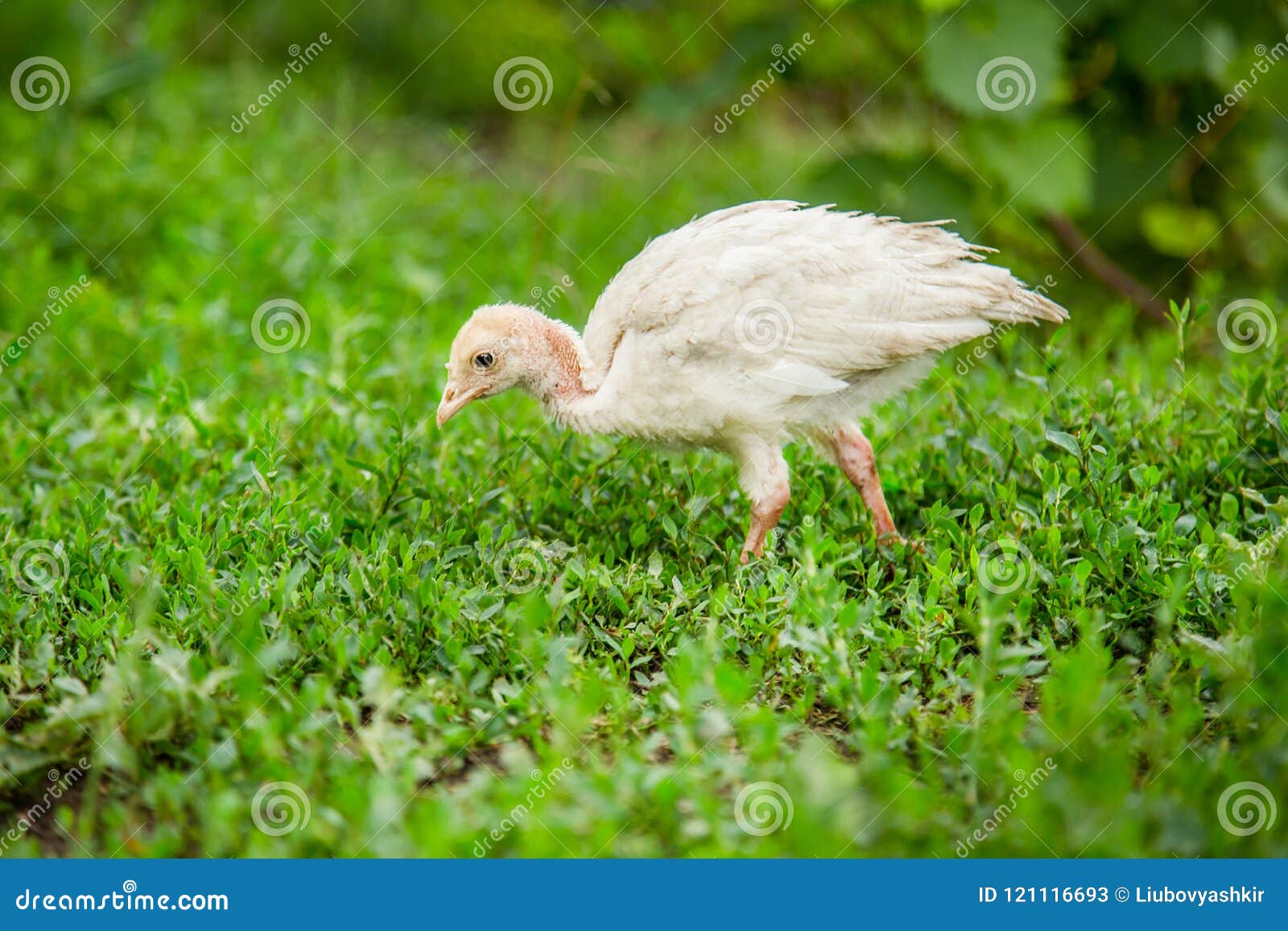 Turkeys in the yard stock image. Image of care, farming - 121116693