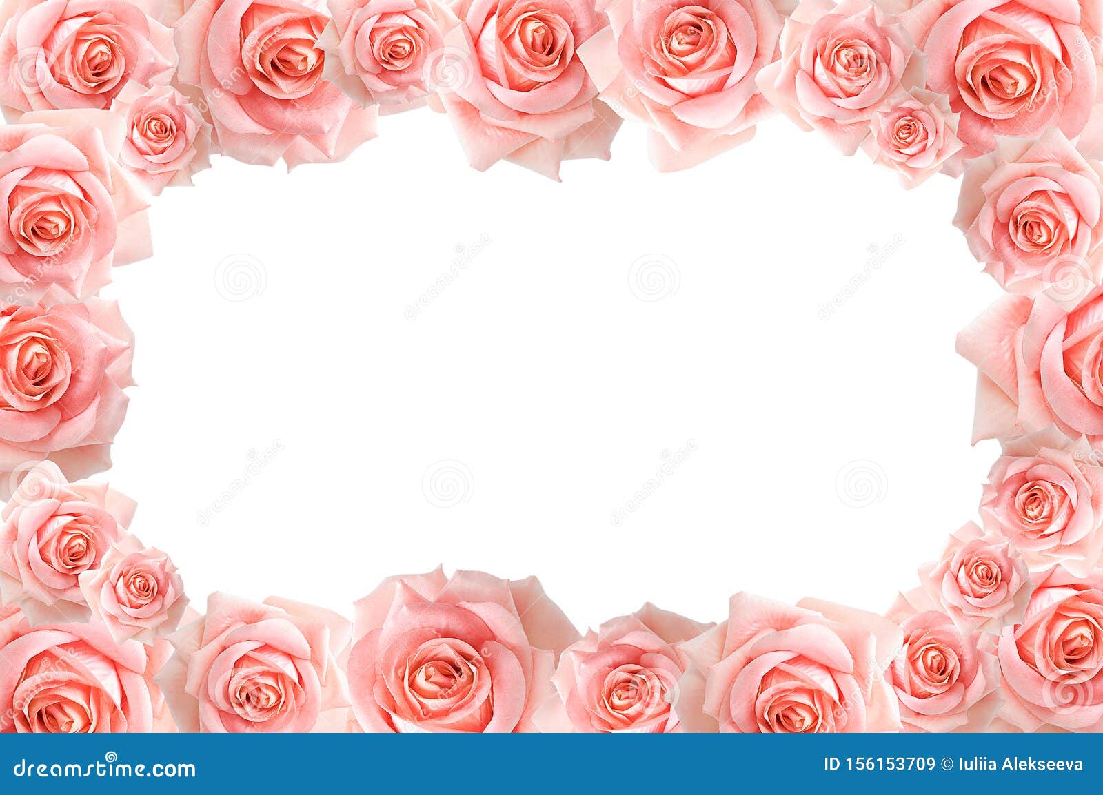 White Blank Background with Pink Roses. Stock Image - Image of object ...