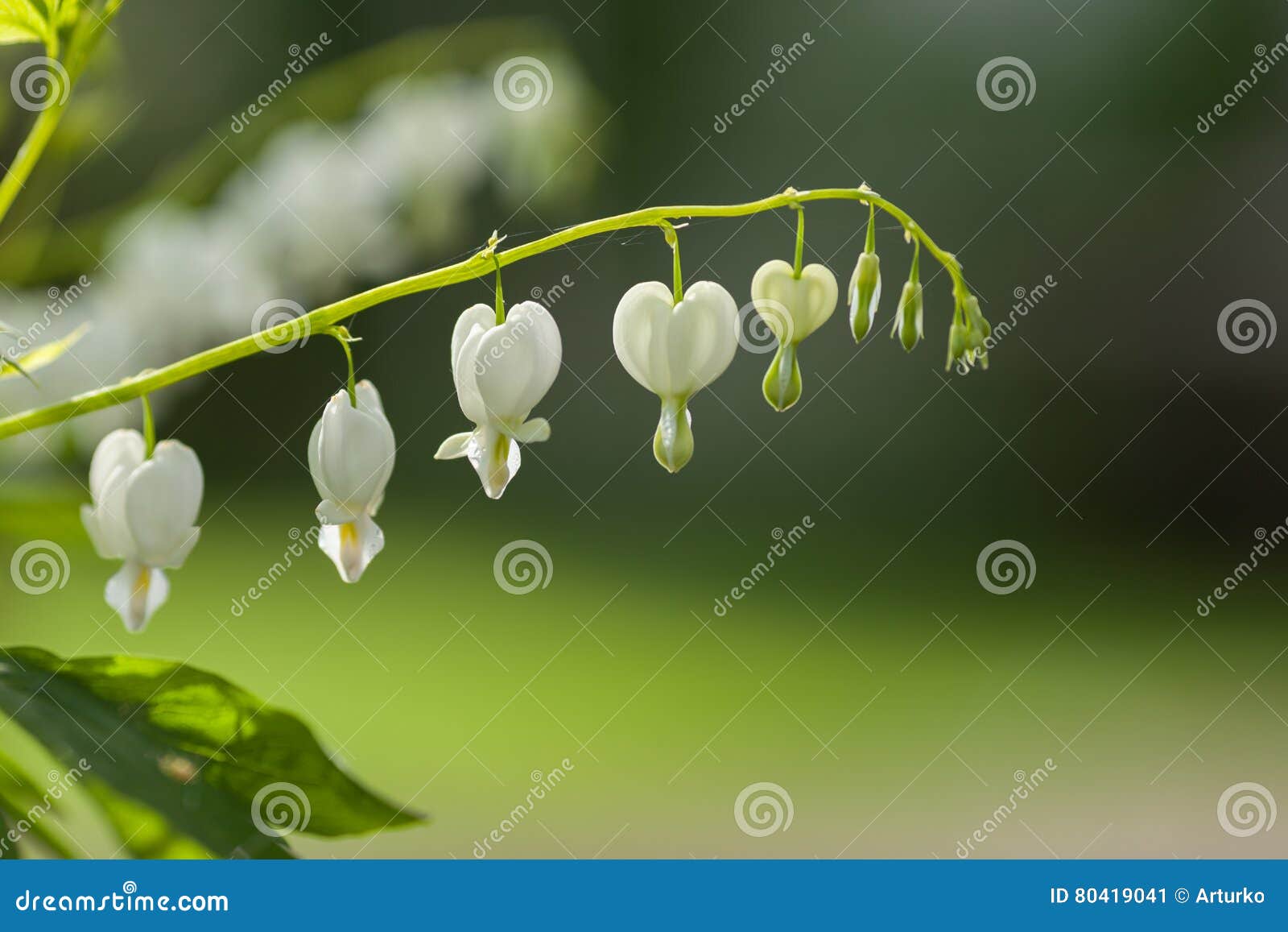 White Bleeding Heart Flowers Stock Image - Image of spring, perennial ...