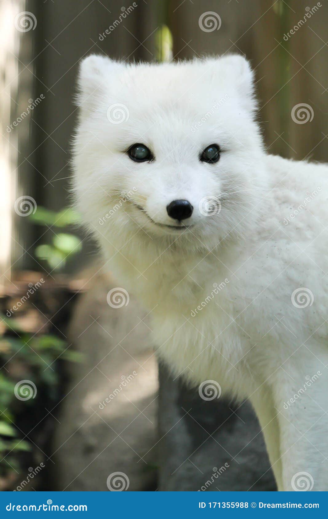 White blind fox stock photo. Image of wild, renard, blanc - 171355988