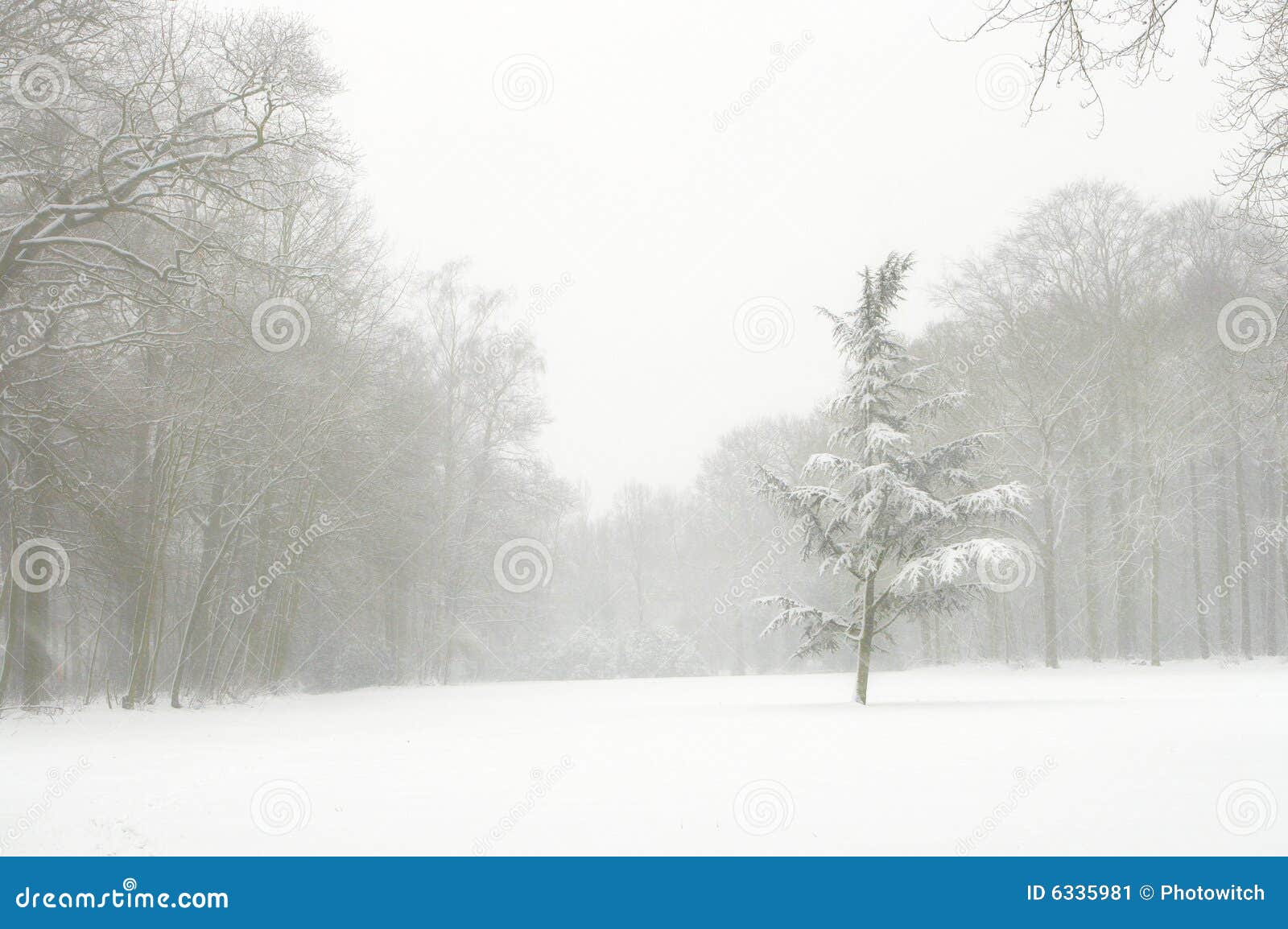White blizzard stock image. Image of snowflakes, trees - 6335981