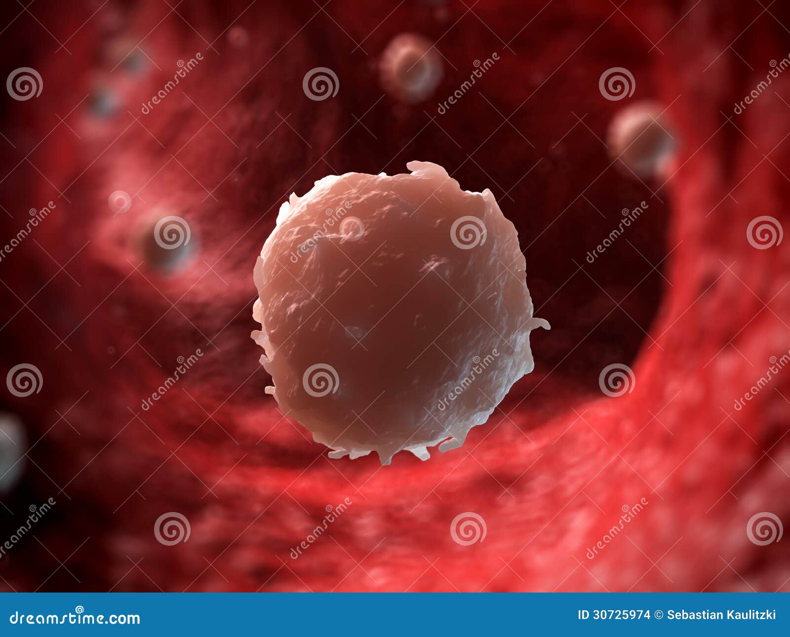 White Blood Cell - Close Up Stock Illustration - Illustration of life ...