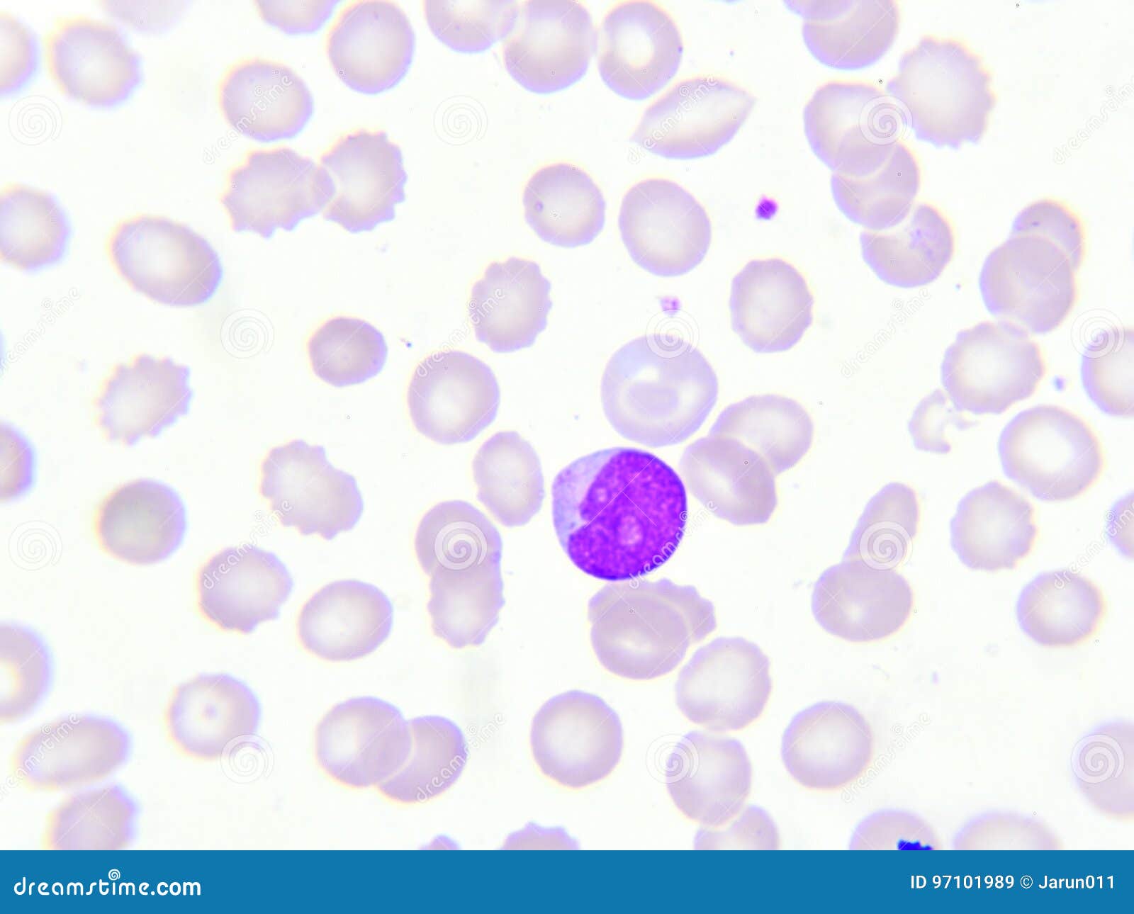 White blood cell stock image. Image of research, cell - 97101989