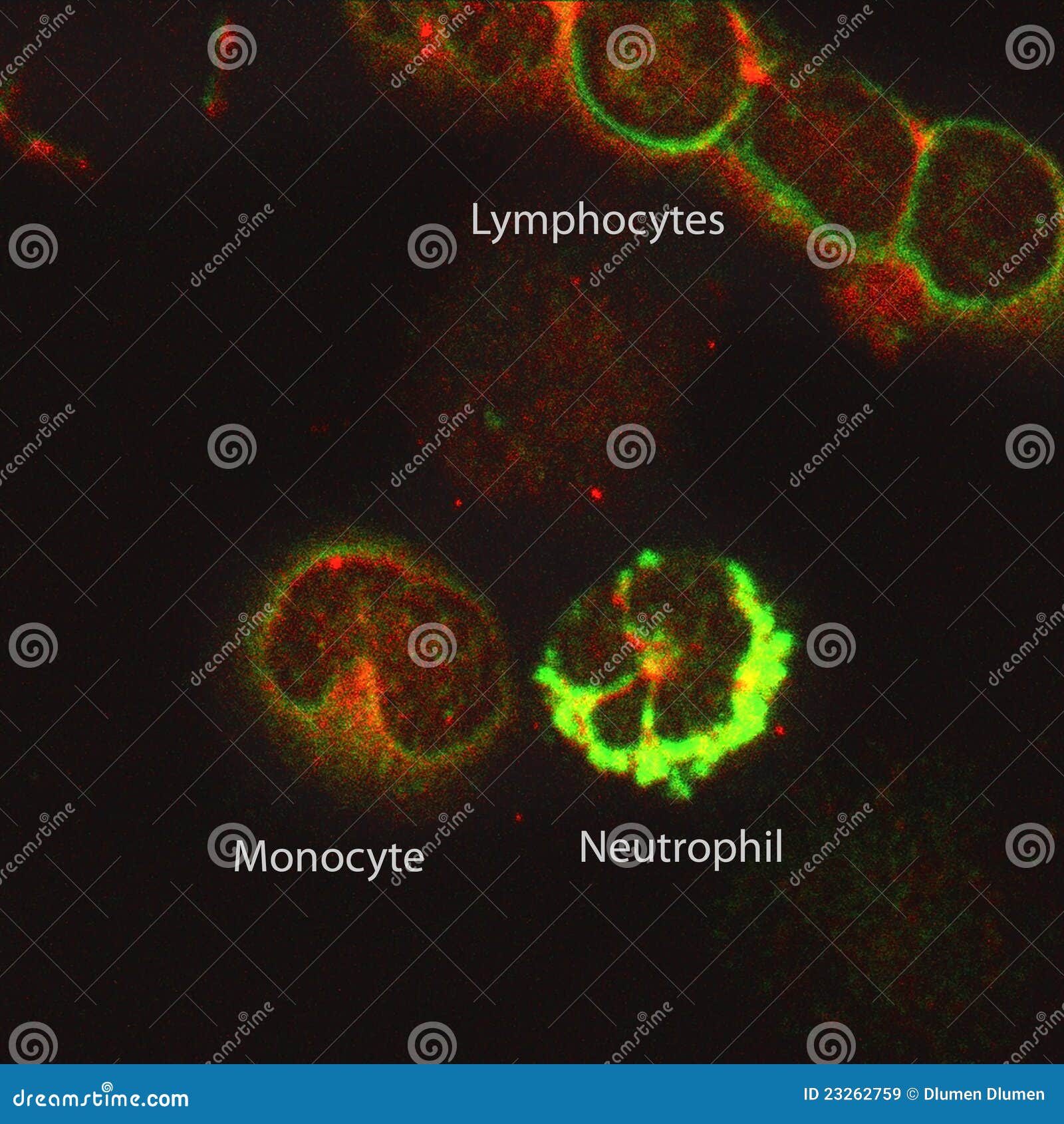 White Blood Cells stock image. Image of experiment, human - 23262759
